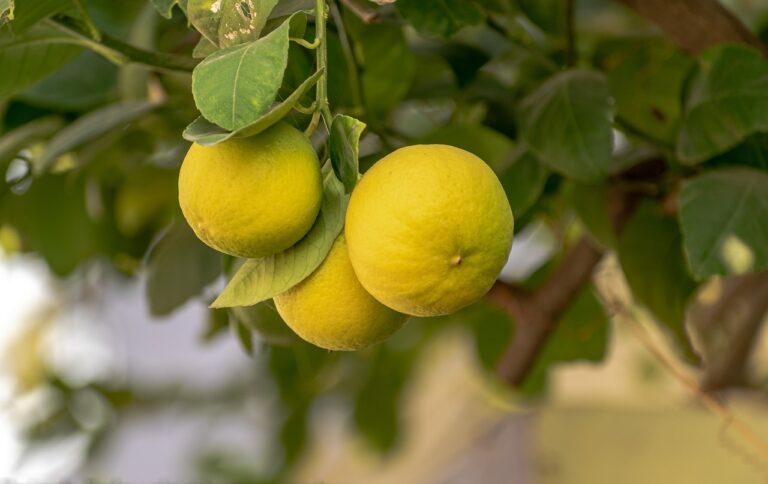 The Best Scents for Bedtime: 8 Smells to help you sleep - John Ryan By ...